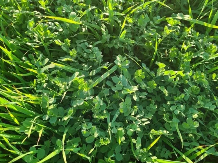 What are diverse pastures (and how do I use them)? — Quorum Sense