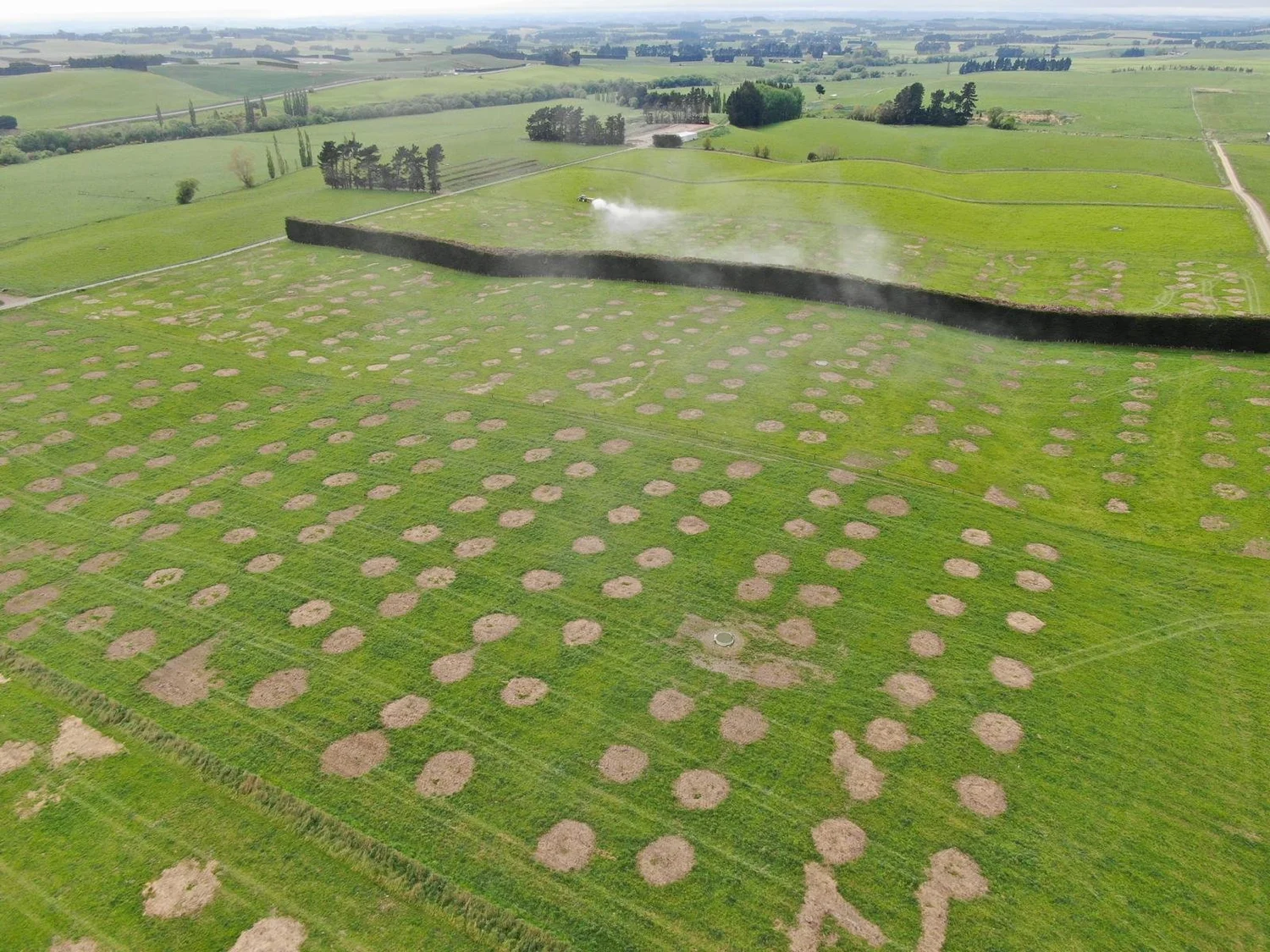 A best practice guide to hay bale grazing in New Zealand — Quorum Sense