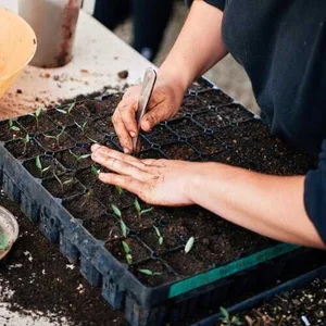 Auckland: Regenerative horticulture 101 — Quorum Sense