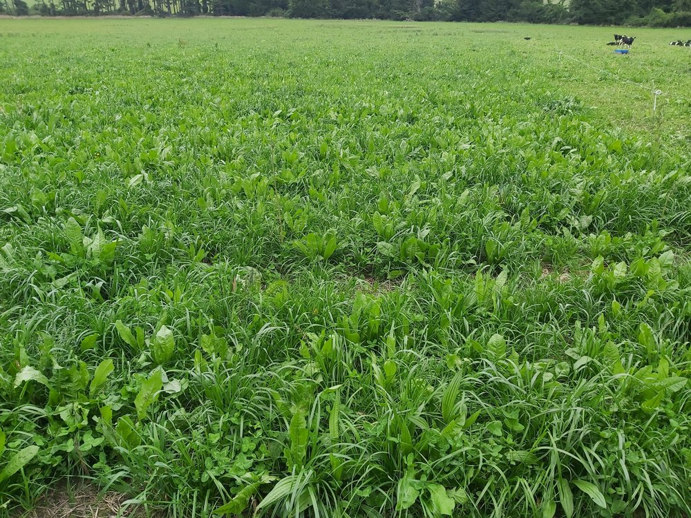 Regenerative grazing principles — Quorum Sense