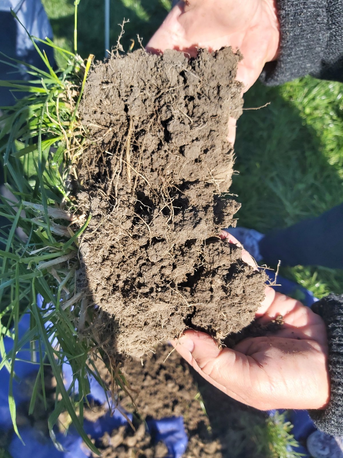 Catch the Rain Project — Quorum Sense