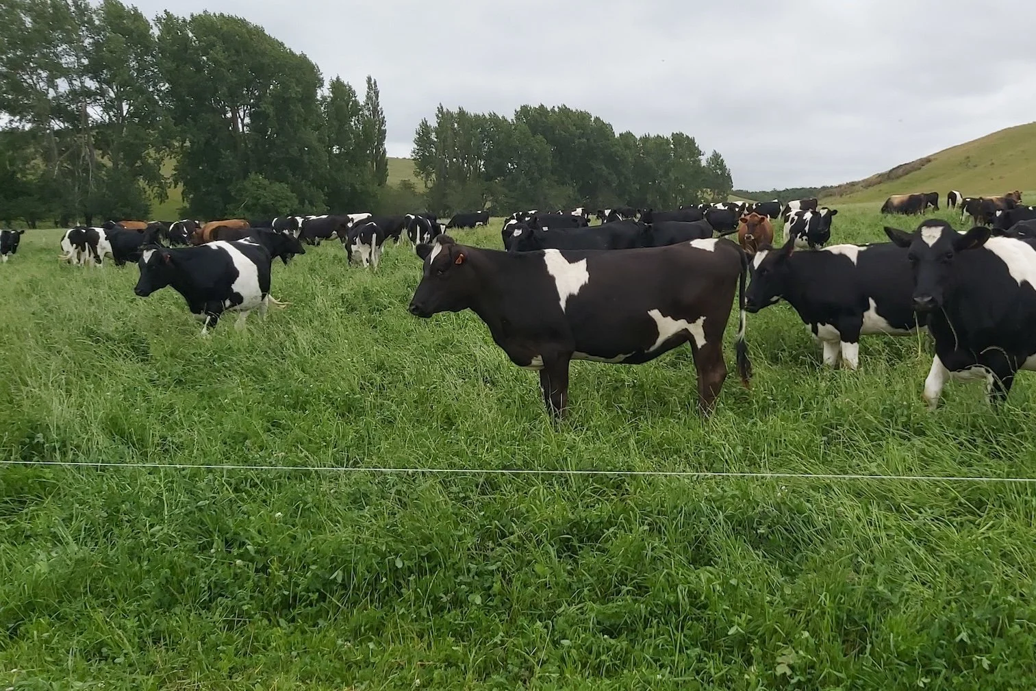 Implementing regenerative grazing — Quorum Sense