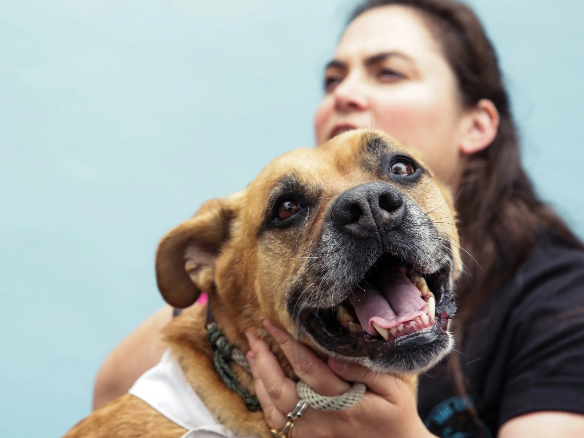 Dog Coalition Los Angeles