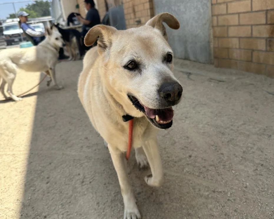 Dog Coalition Los Angeles