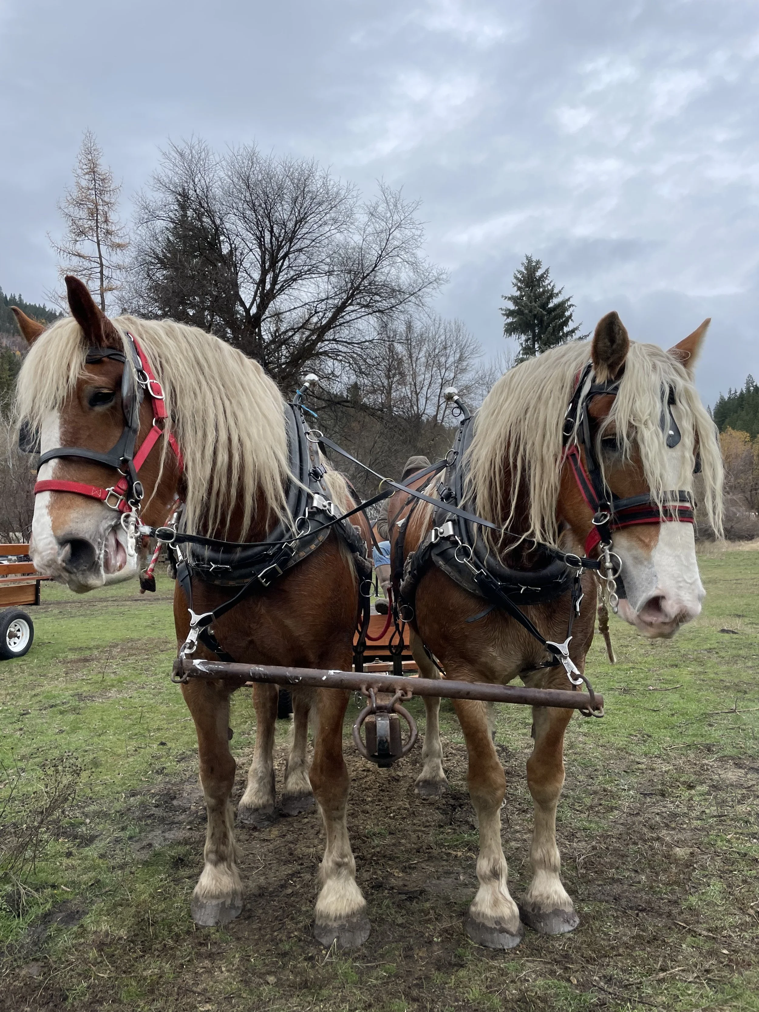 Eagle Creek Sleigh Rides