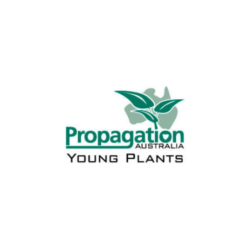 Propagation Australia Young Plants — Flower Industry Australia