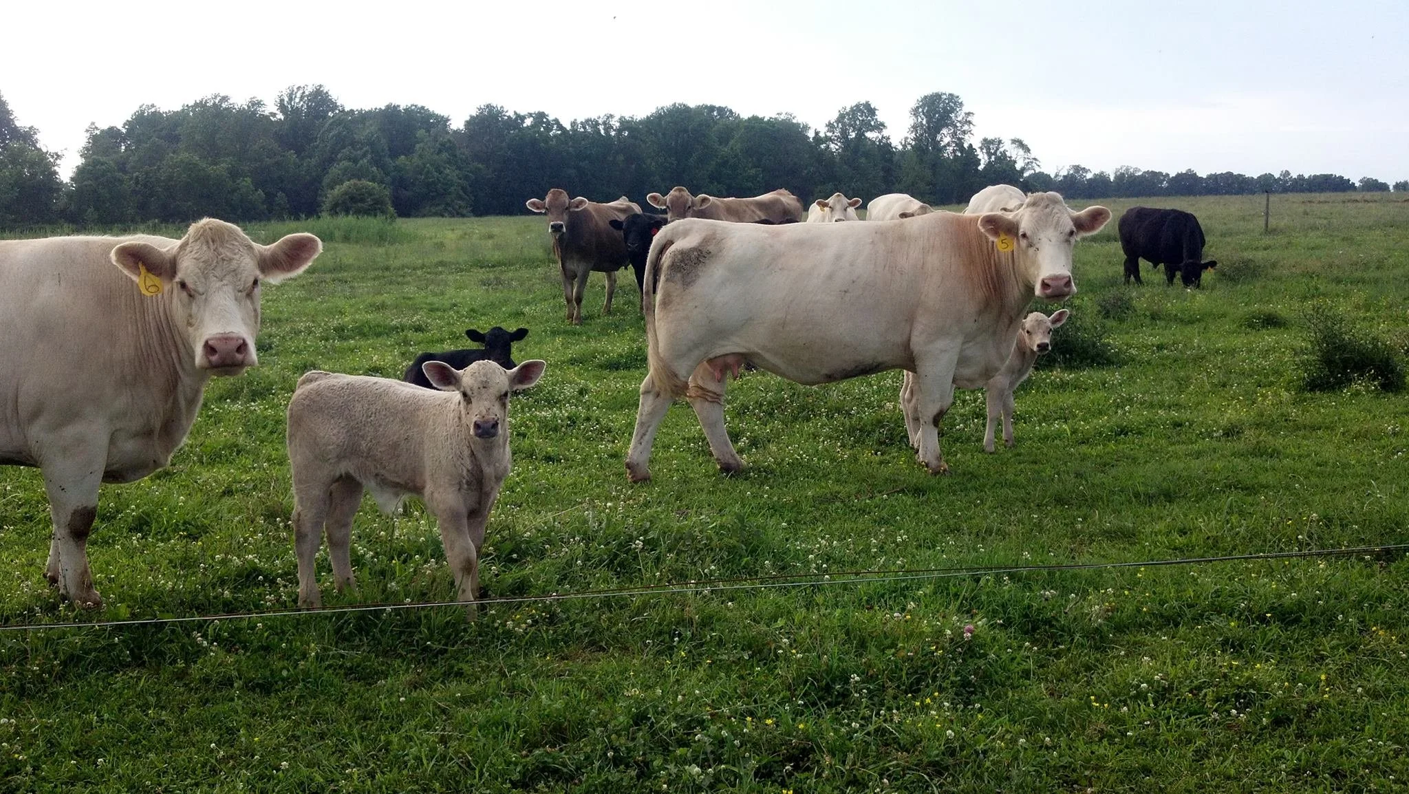 B&B Farms | Family Owned | Natural Beef & Pork | Pastured Poultry ...