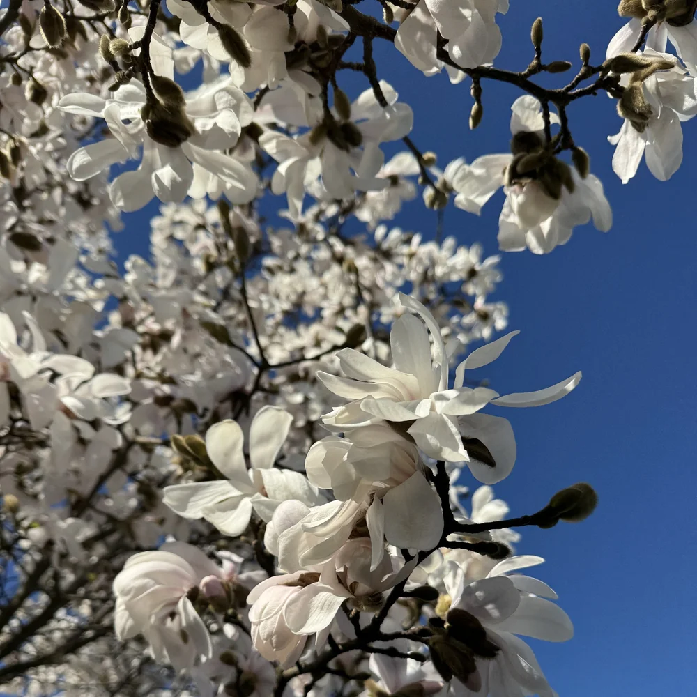 Magnolia Magic — Our Plant Stories