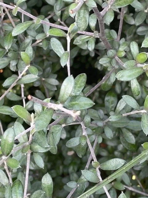 Corokia a native New Zealand shrub — Our Plant Stories