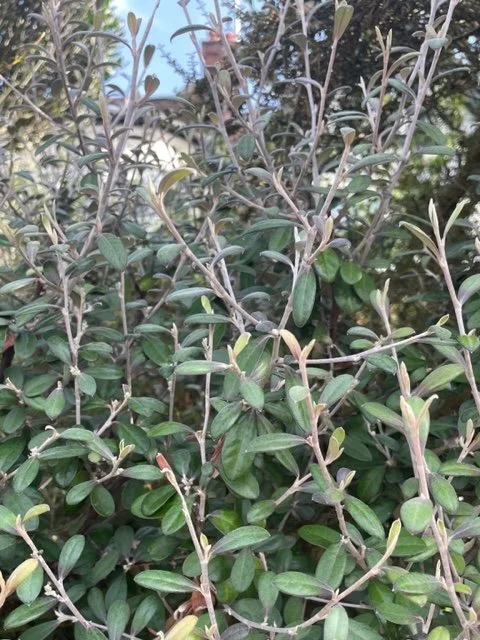 Corokia a native New Zealand shrub — Our Plant Stories