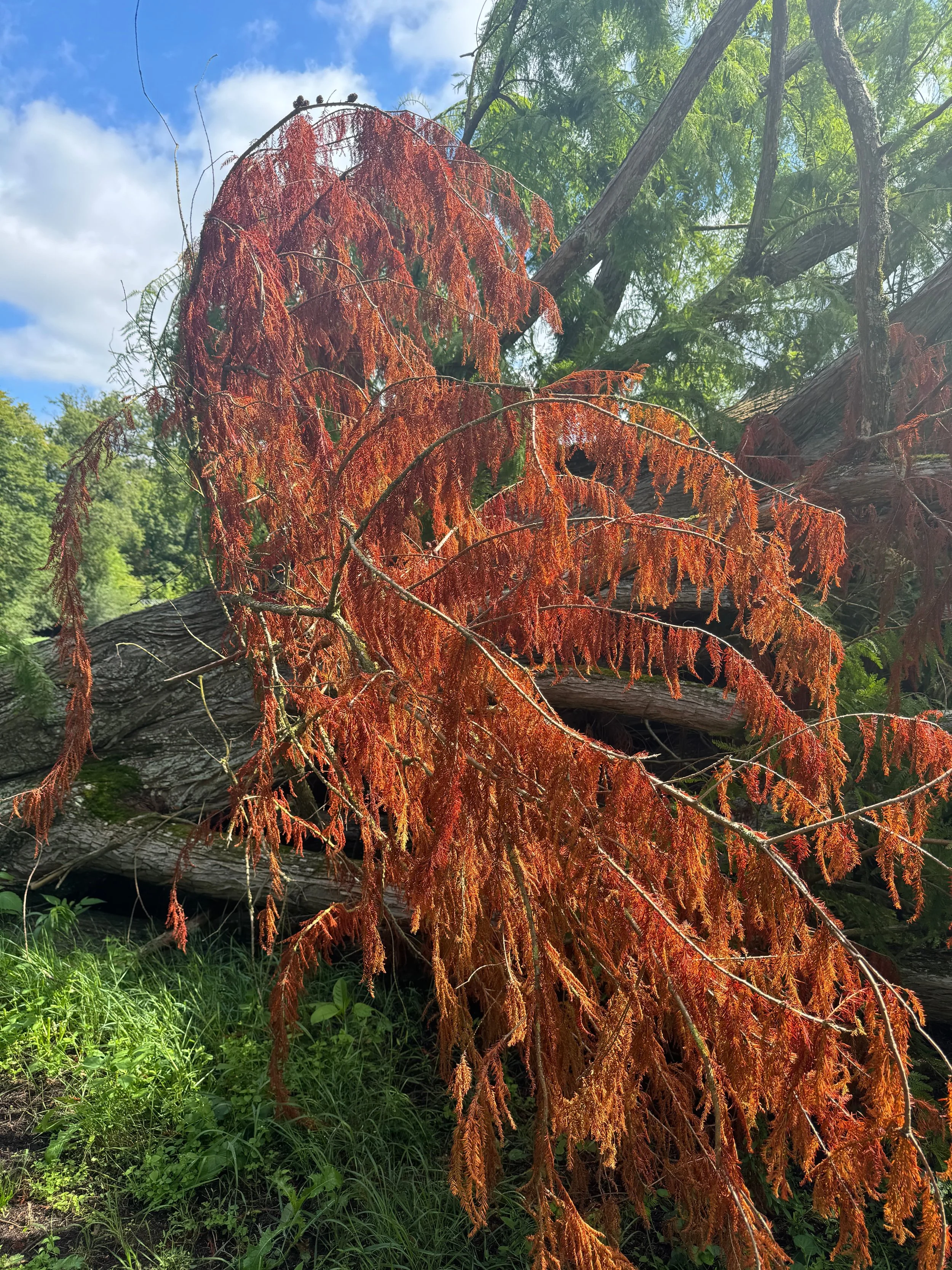 Napoleon’s Bald Cypress — Our Plant Stories