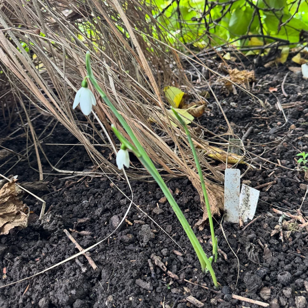 My First Snowdrop — Our Plant Stories