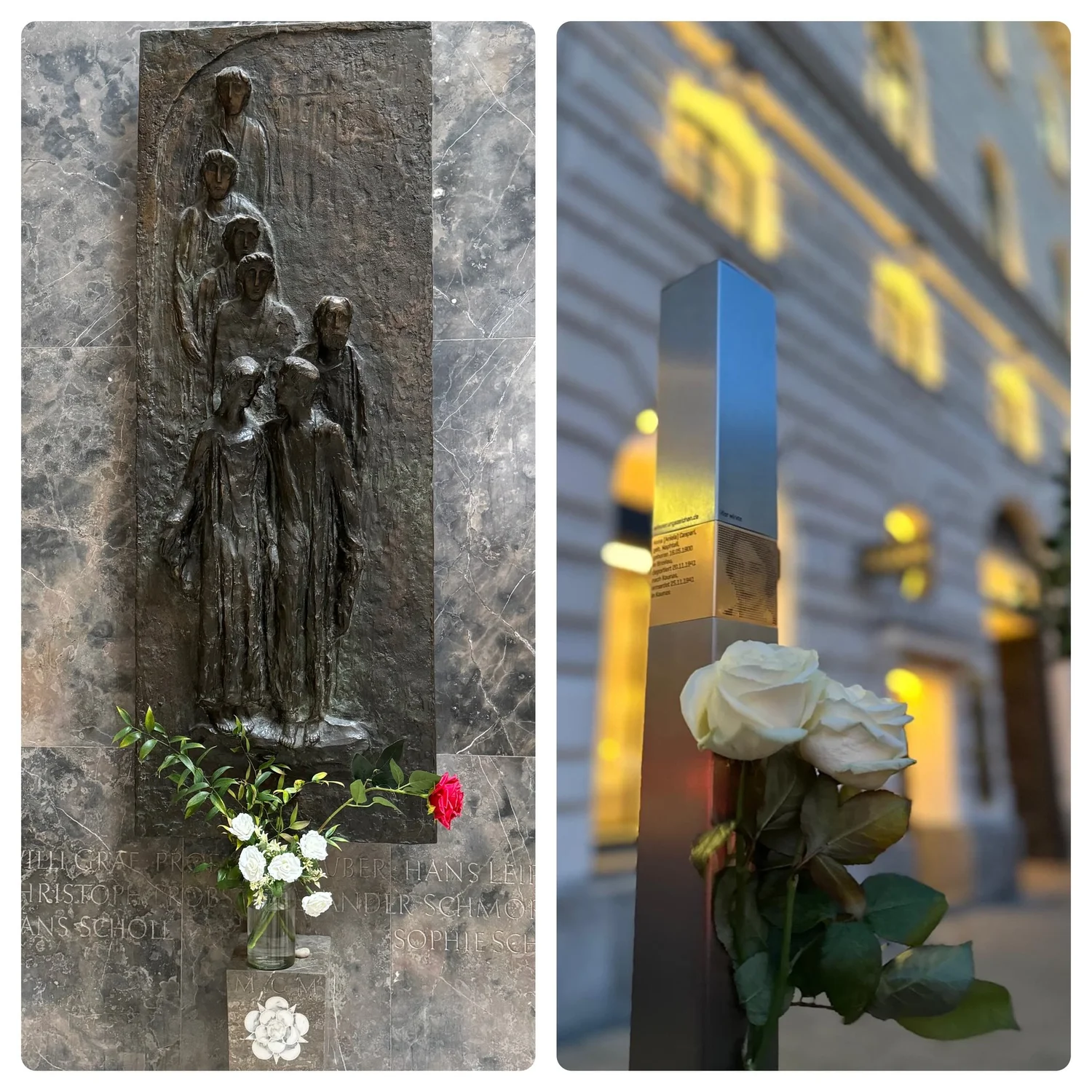 The White Rose — Our Plant Stories