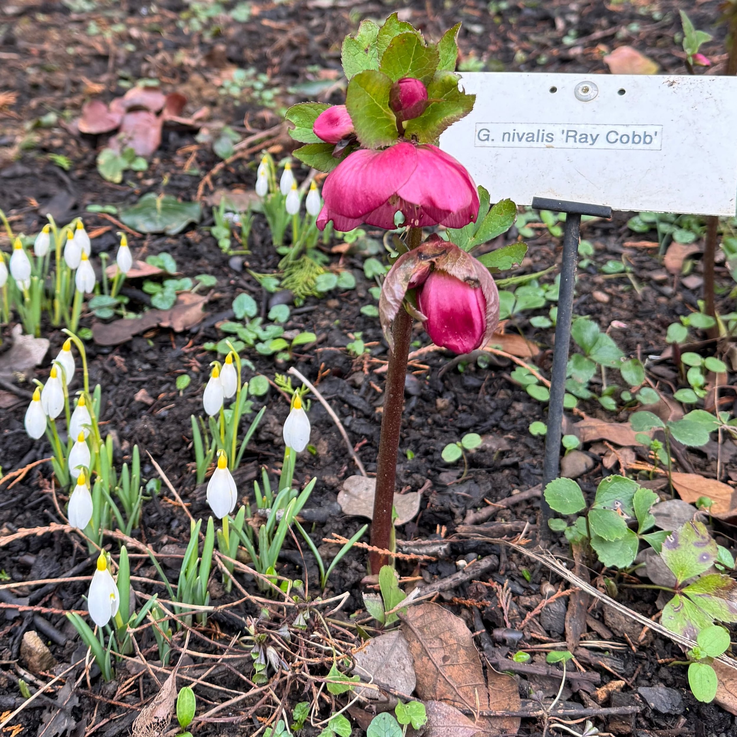 Emma Thick a Snowdrop Shepherd — Our Plant Stories