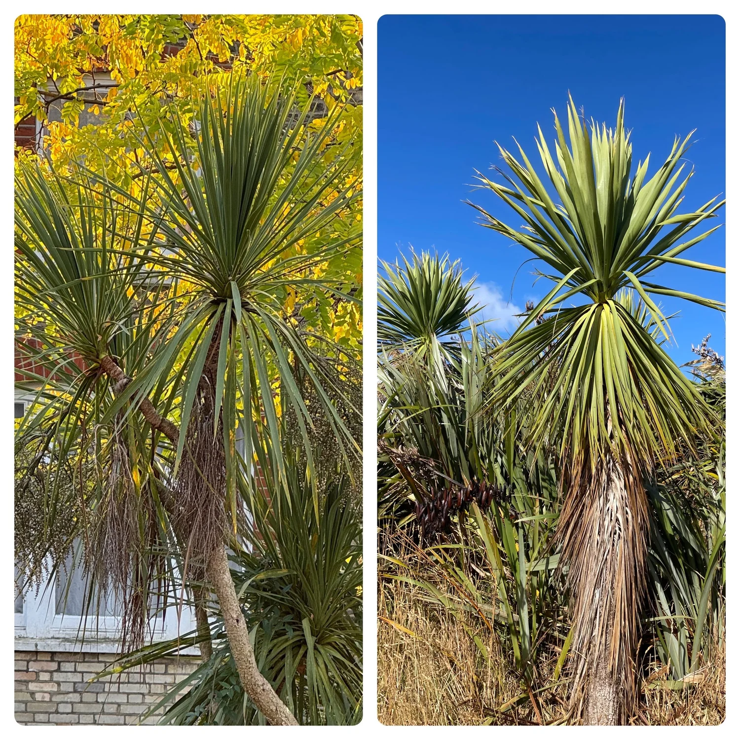 Room with a view - of a Cabbage Tree — Our Plant Stories