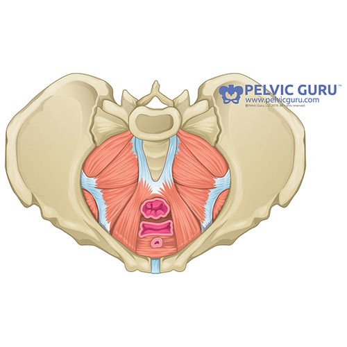 Pelvic floor physical therapy is more than incontinence — New Journey ...