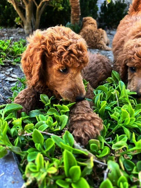 AKC Red Standard Poodle Puppies — Monterey Standard Poodles