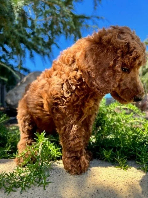 AKC Red Standard Poodle Puppies — Monterey Standard Poodles