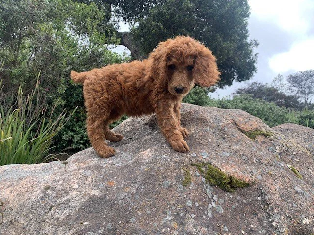 AKC Red Standard Poodle Puppies — Monterey Standard Poodles