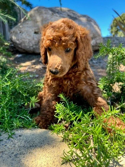 AKC Red Standard Poodle Puppies — Monterey Standard Poodles