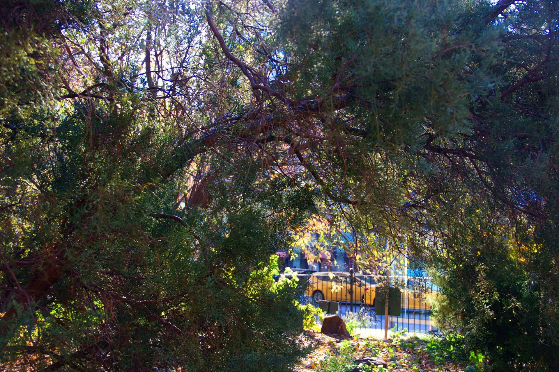 Time Landscape — Alan Sonfist