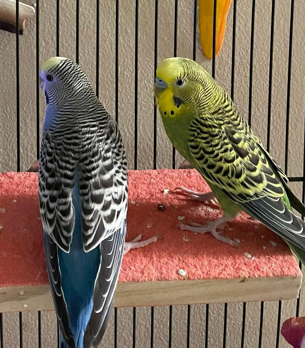 Adoptable Birds — Twin Cities Parrot Rescue