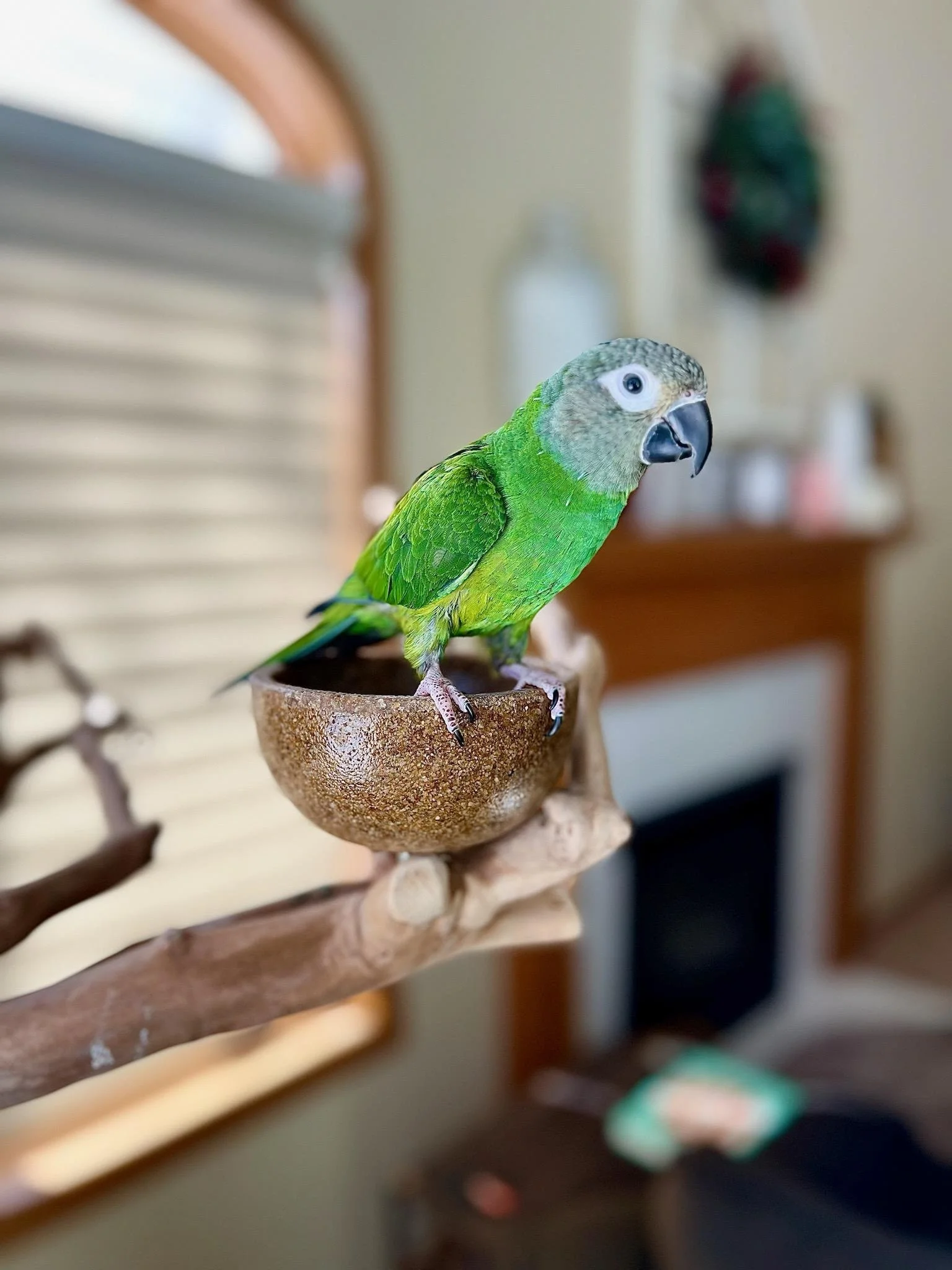 Adoptable Birds — Twin Cities Parrot Rescue