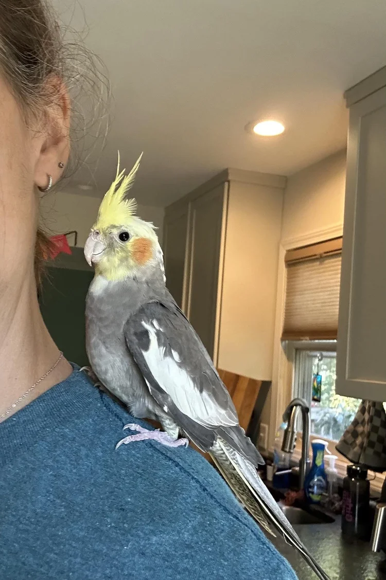 Adoptable Birds — Twin Cities Parrot Rescue