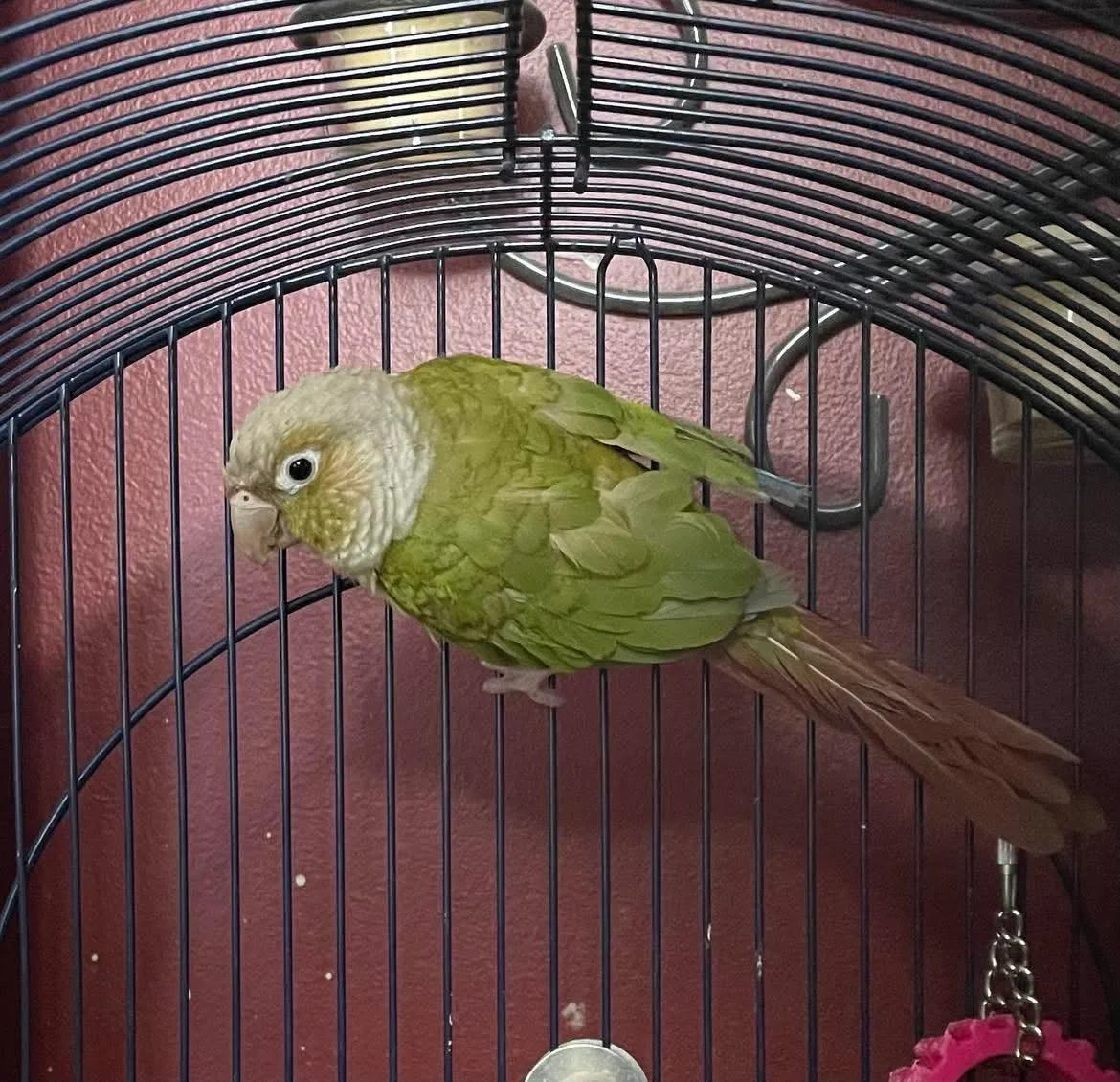 Adoptable Birds — Twin Cities Parrot Rescue