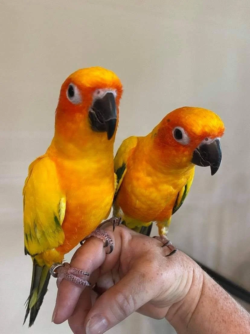 Twin Cities Parrot Rescue