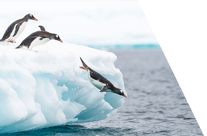 Chill Group Chartered Professional Accountants