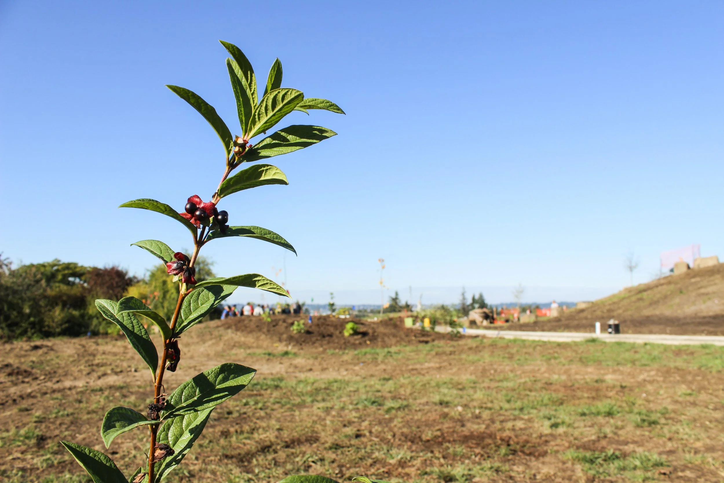¡Let Us Build Cully Park! — VERDE PDX