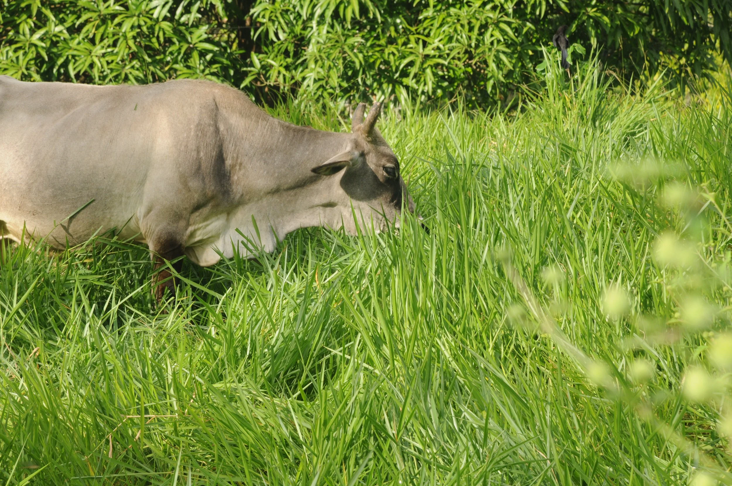 U.S. Dominicans March in Solidarity of Dominicans of Haitian Descent — Transnational Dominican ...