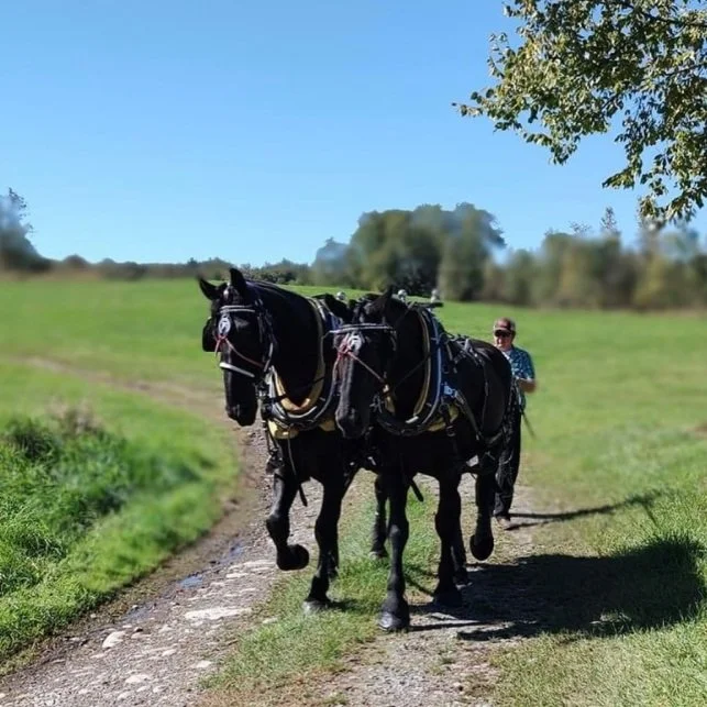 Horse Sleigh or Wagon Rides at Buck Ridge Barns in Hinesburg — Buck ...