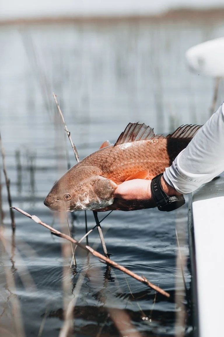 BlackBird Guide Services Newsletter — BlackBird Guide Services - Wilmington Fishing Charter