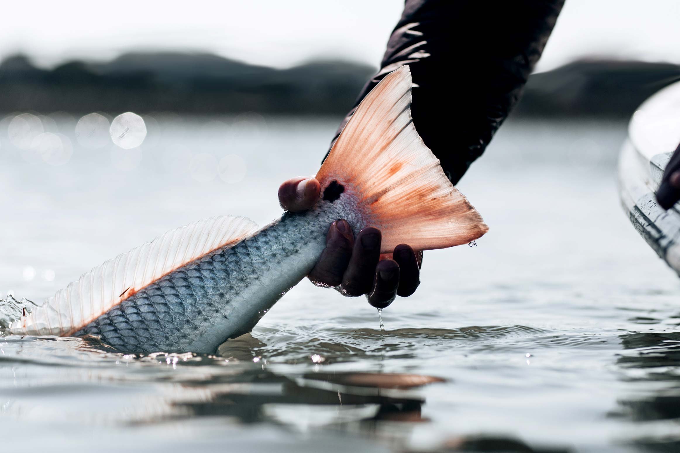 BlackBird Guide Services