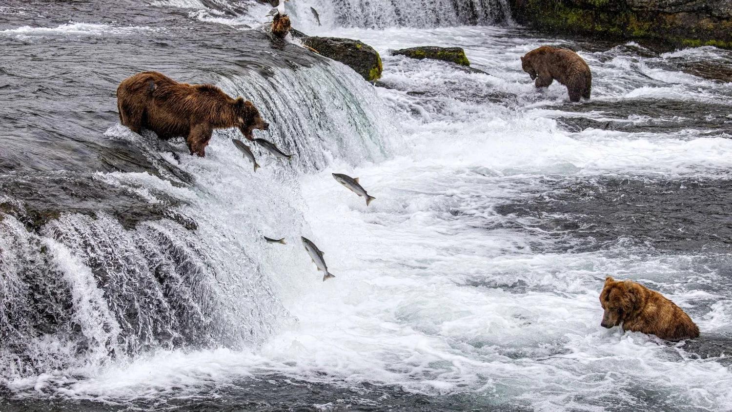 The Best time to see Bears at Brooks Falls — Katmai B&B