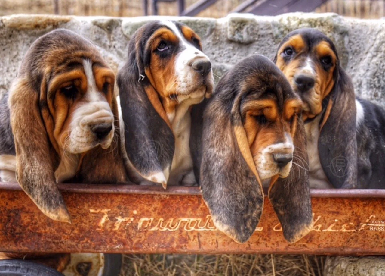 Out West Bassets