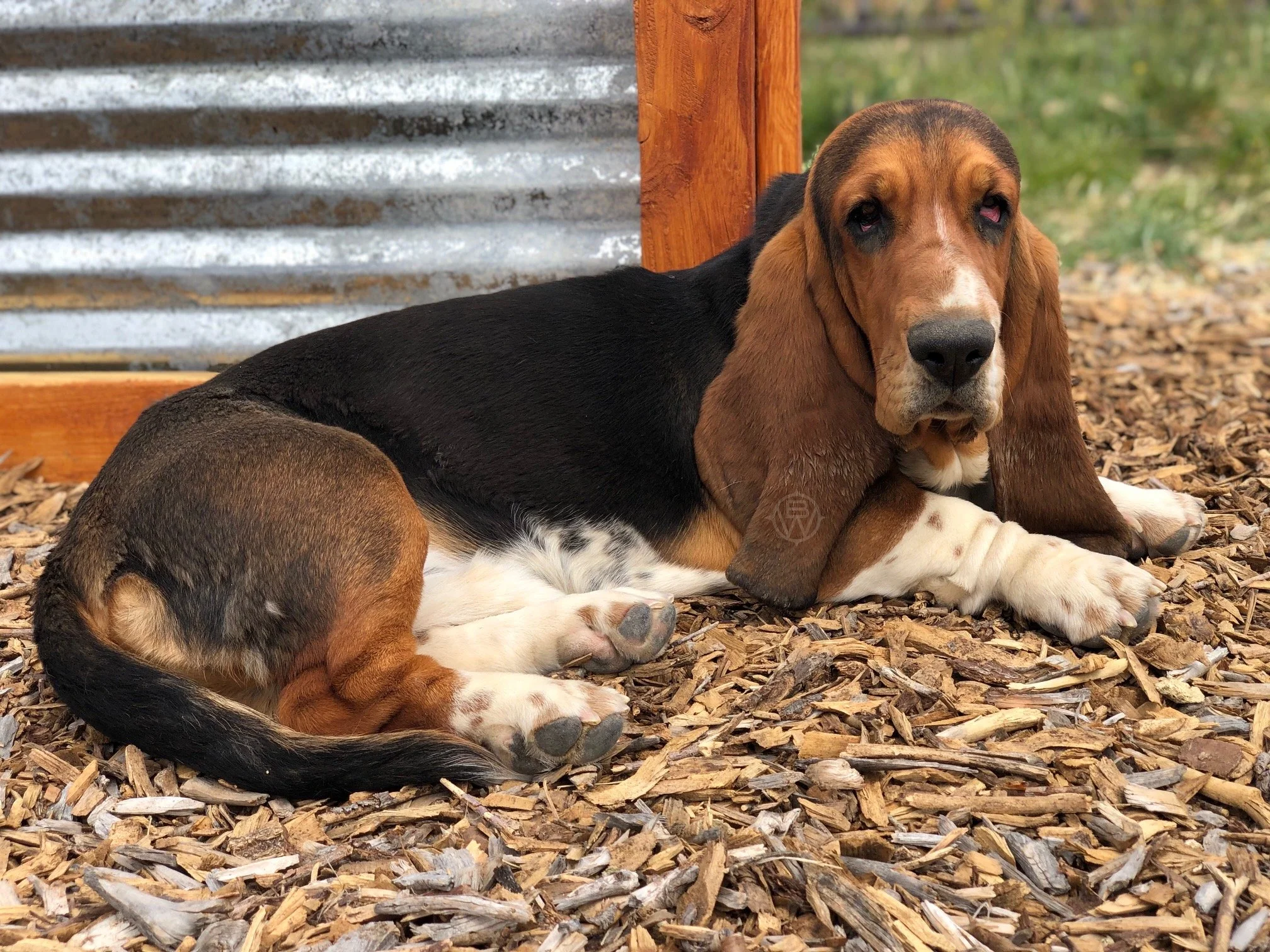 Out West Bassets