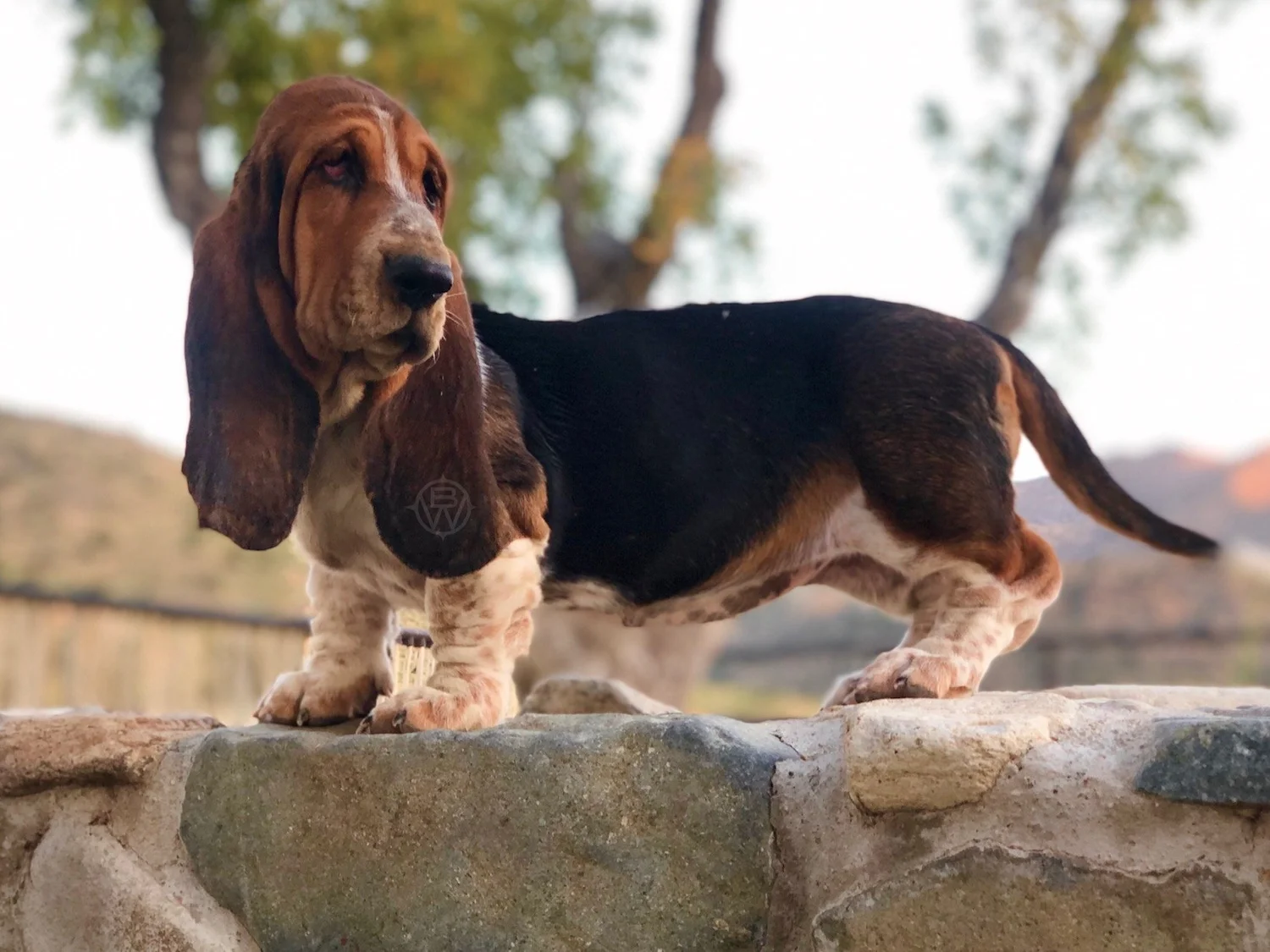 Meet Our Basset Hounds — Out West Bassets