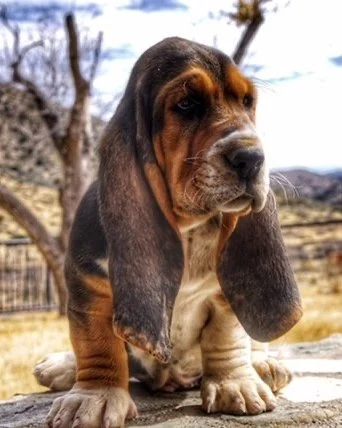 Basset Hound Puppies In Arizona — Out West Bassets