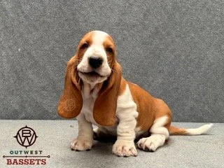 Basset Hounds For Sale — Out West Bassets