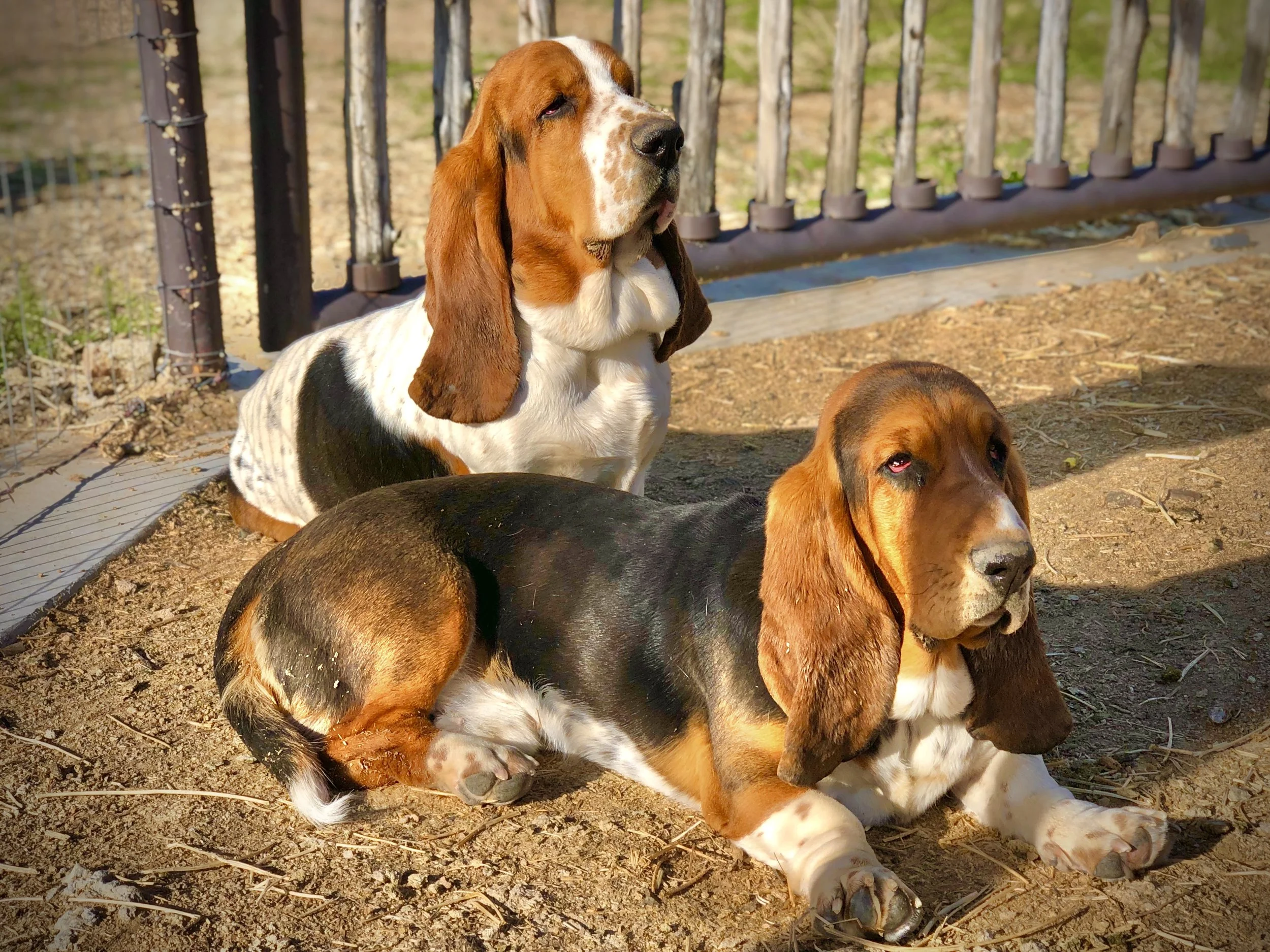 Are Basset Hounds Good With Chickens