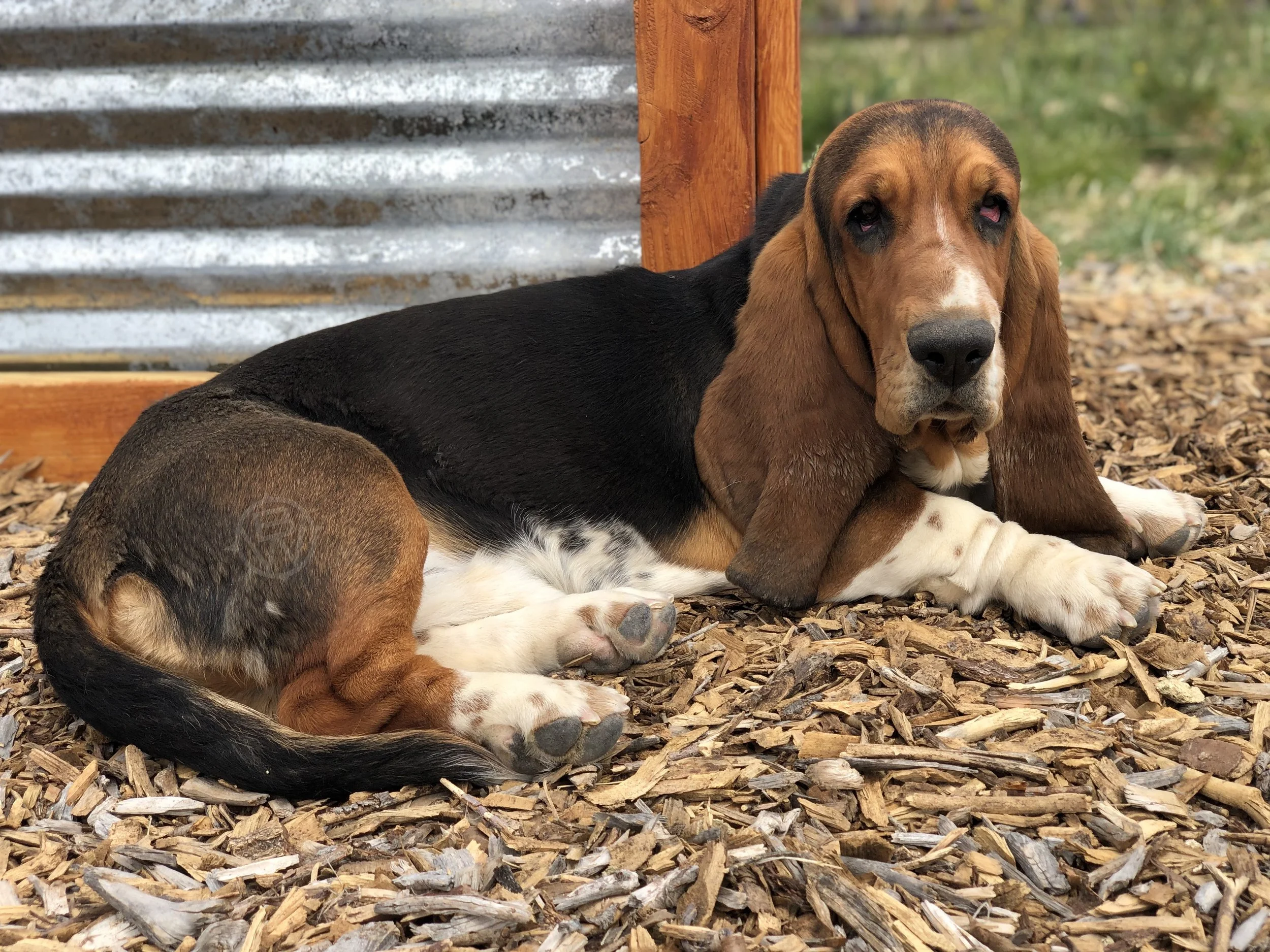 Meet Our Basset Hounds — Out West Bassets
