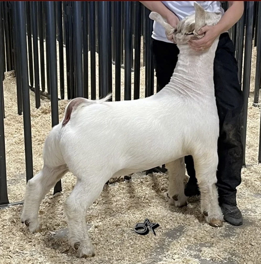 Show Boer Goats