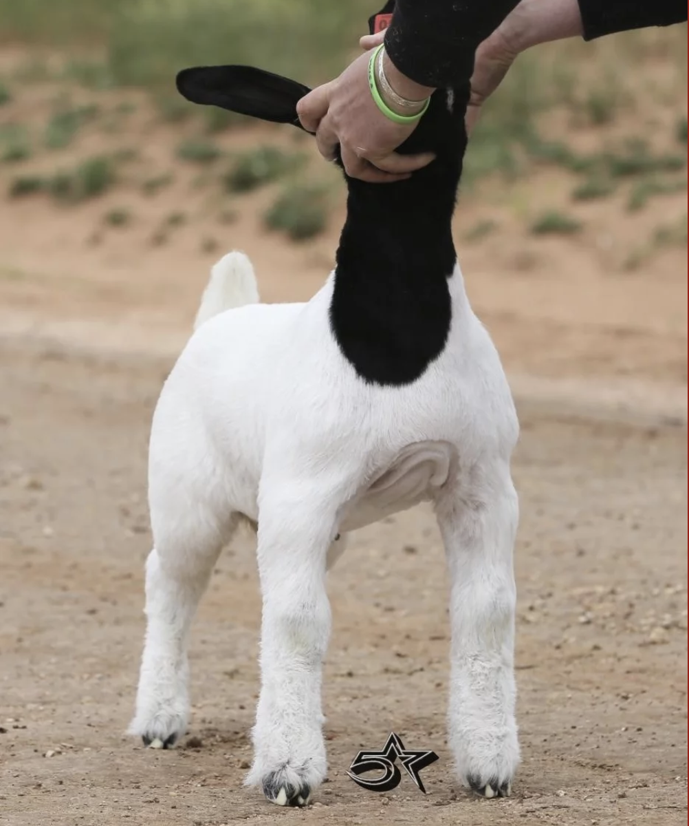 Semen Tank — 5 Star Boer Goats