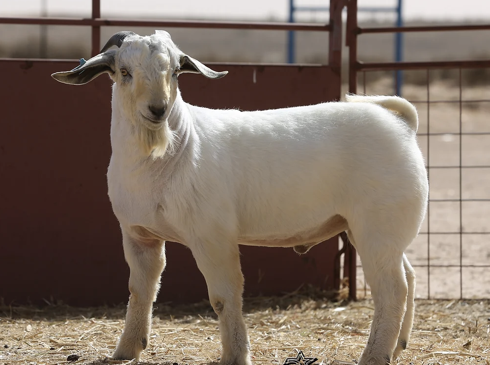 Semen Tank — 5 Star Boer Goats
