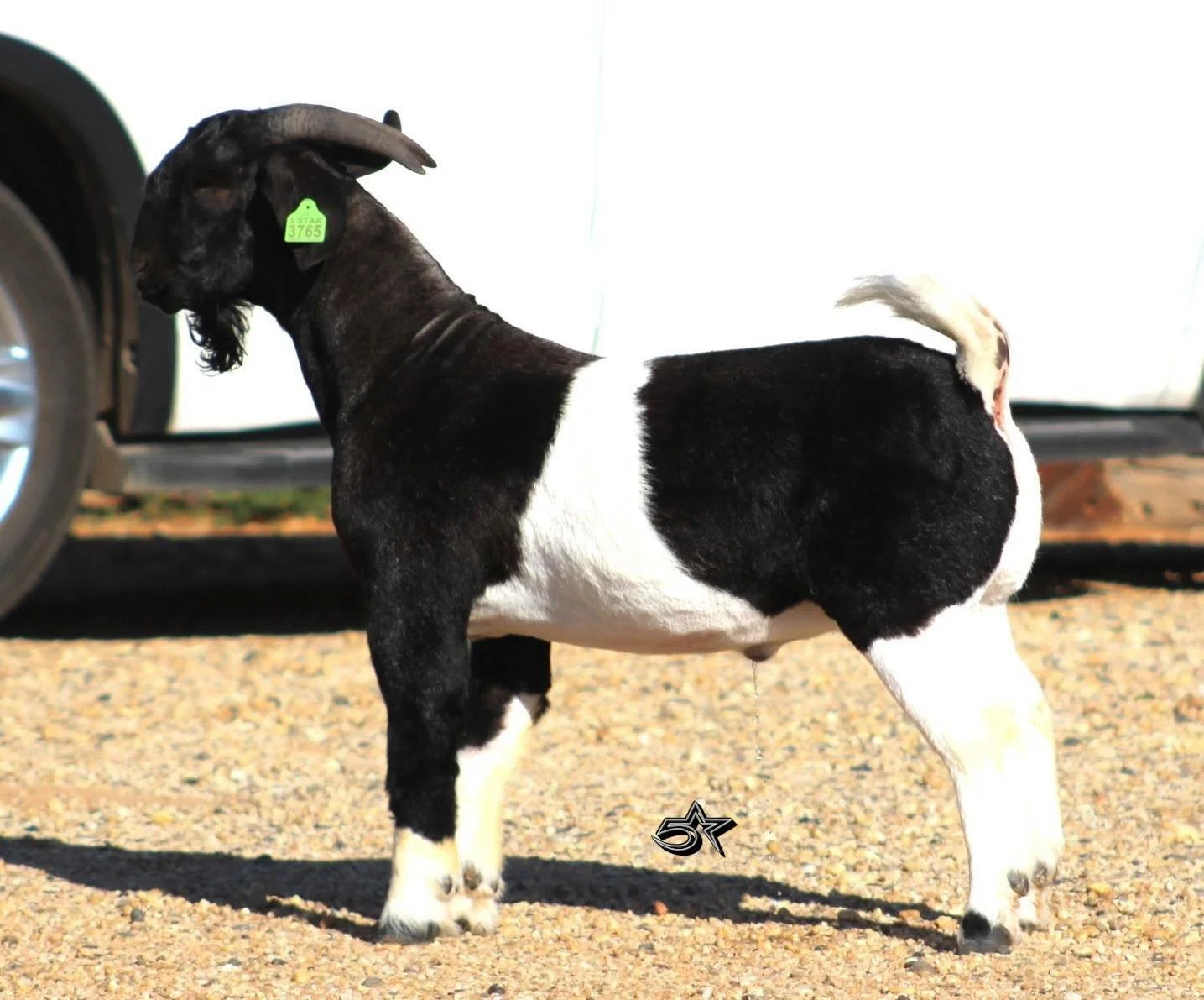 Semen Tank — 5 Star Boer Goats