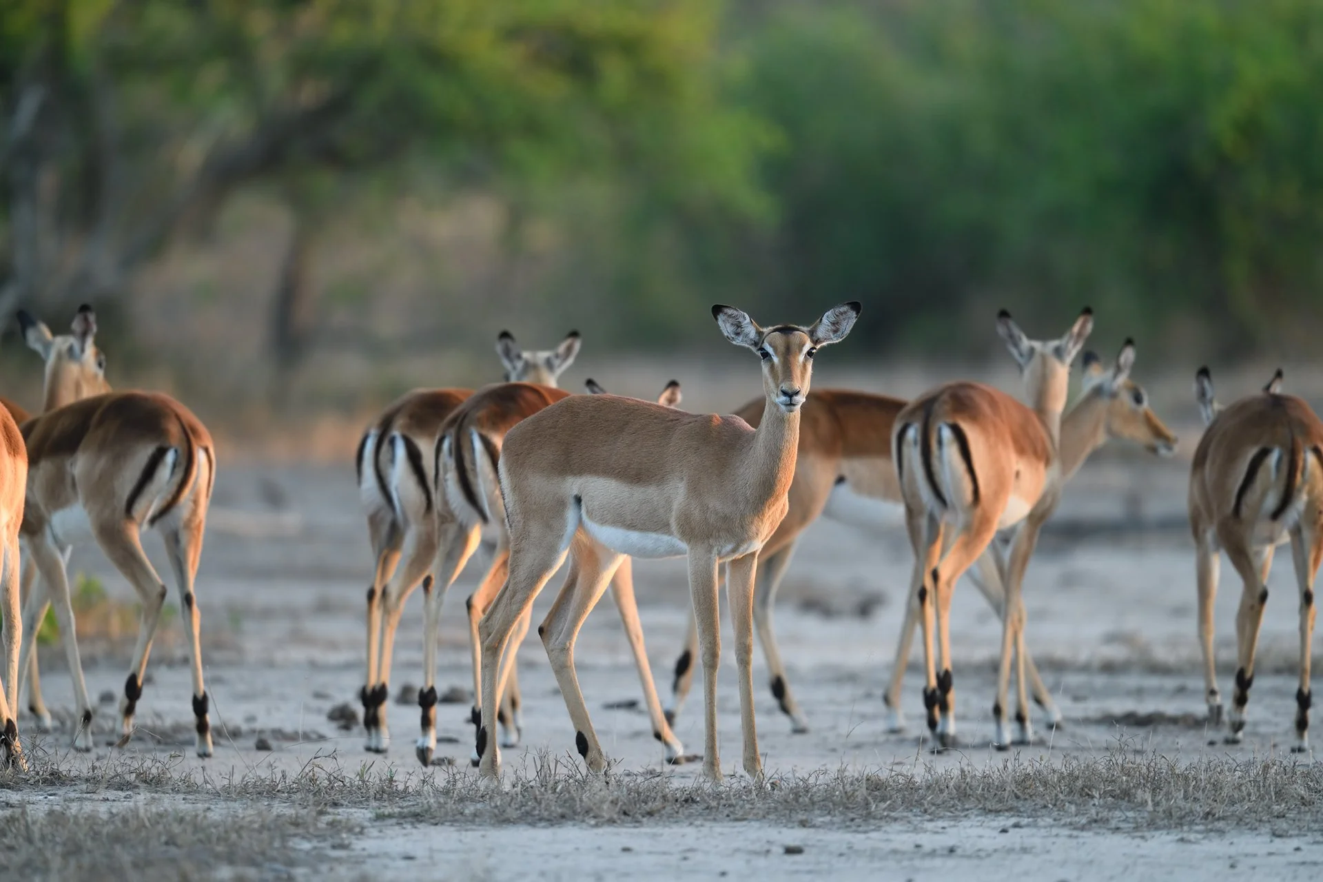 Publications — Becker Lab