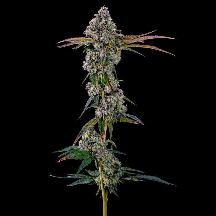 Genetics — Jubel Exotics - Flower & Clones